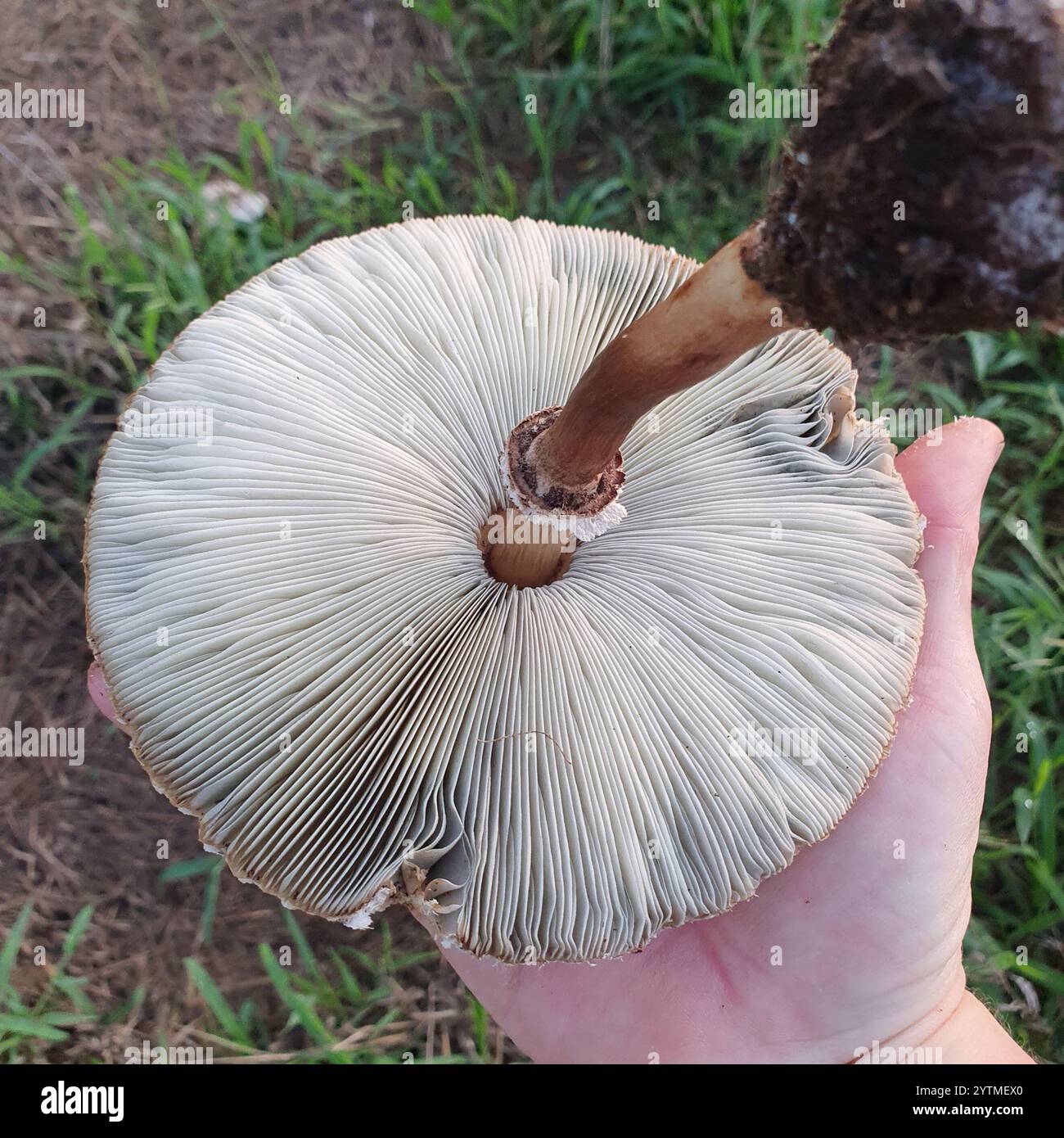 green-spored parasol (Chlorophyllum molybdites Stock Photo - Alamy