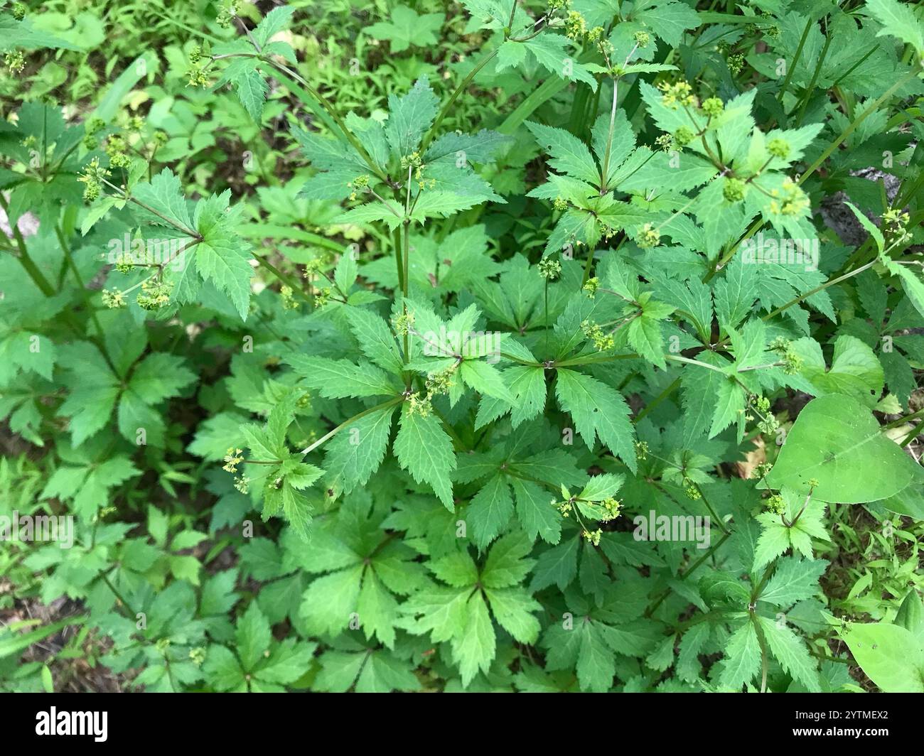 Clustered Sanicle (Sanicula odorata Stock Photo - Alamy