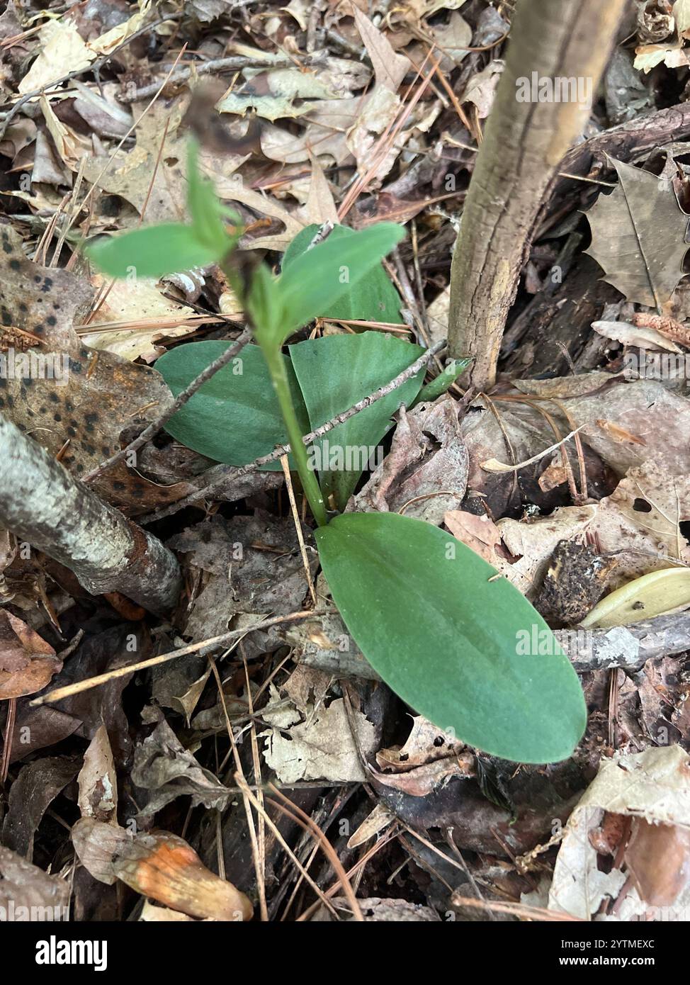 showy orchis (Galearis spectabilis Stock Photo - Alamy