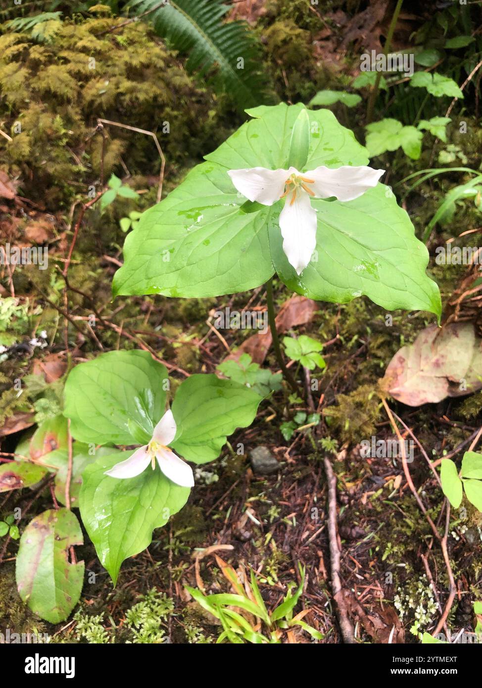 Pacific trillium (Trillium ovatum Stock Photo - Alamy