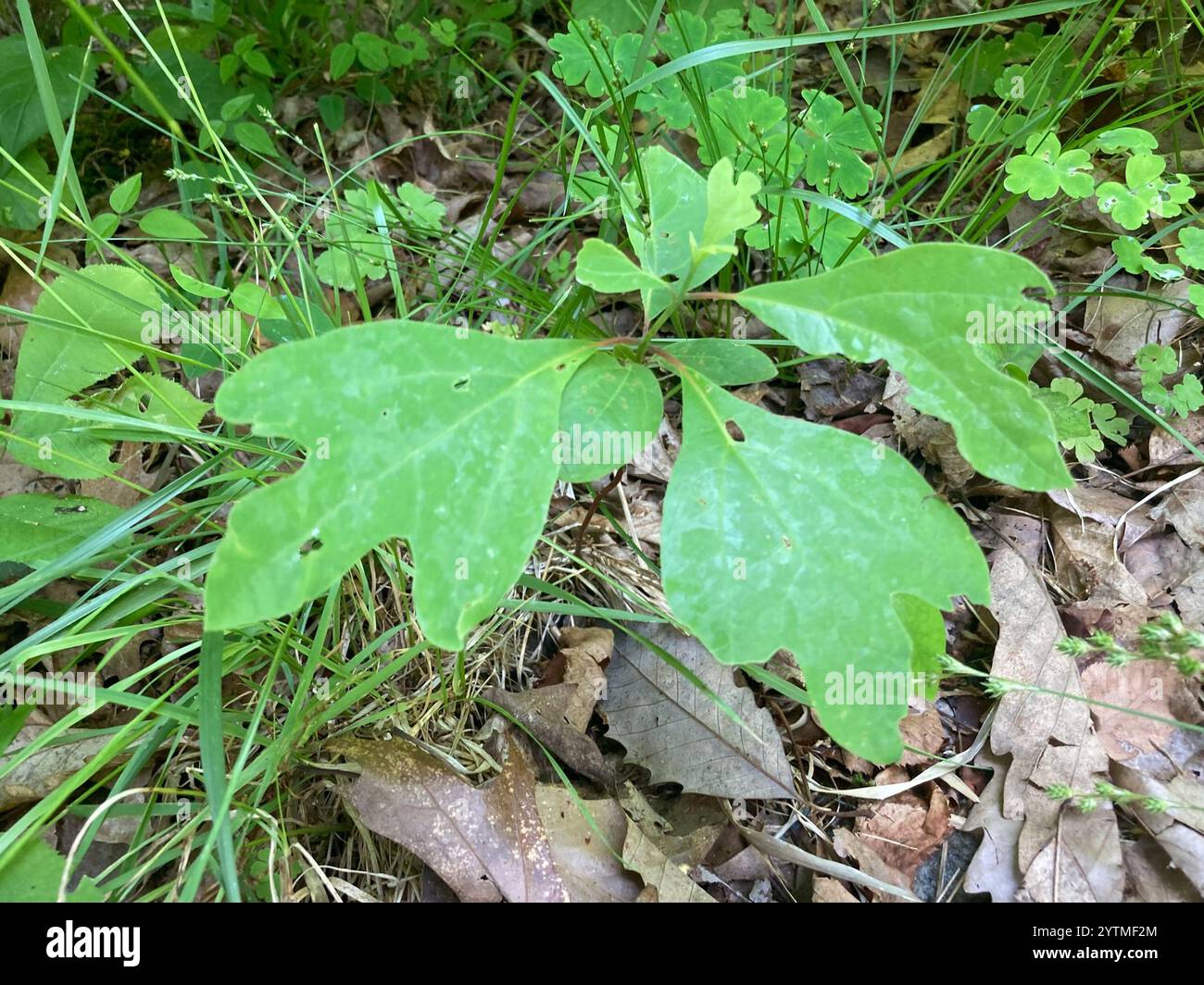 sassafras (Sassafras albidum Stock Photo - Alamy