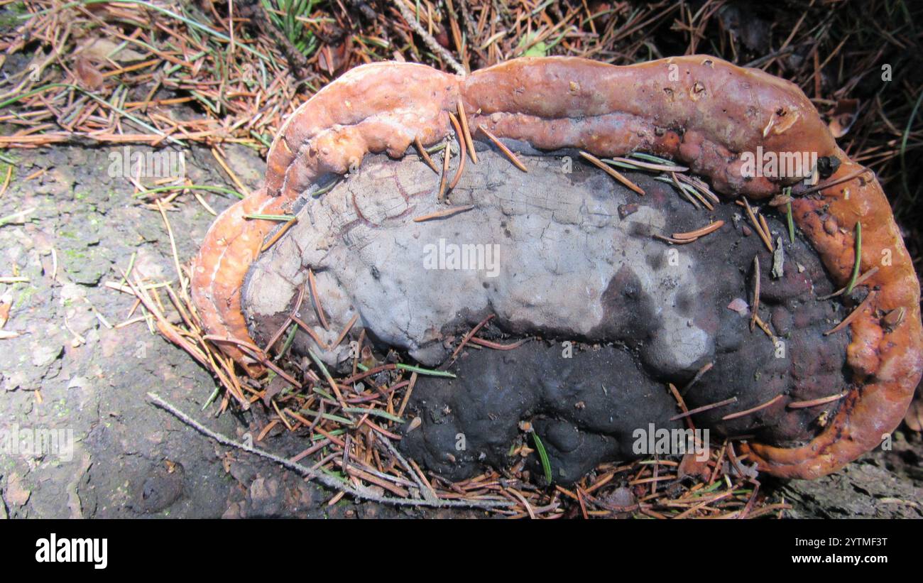 Red-banded Polypore (Fomitopsis pinicola Stock Photo - Alamy