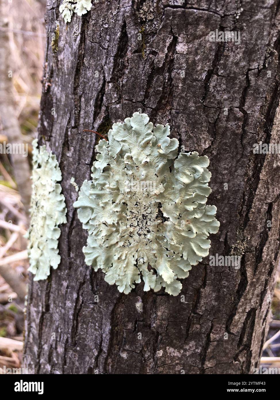 greenshield lichens (Flavoparmelia Stock Photo - Alamy
