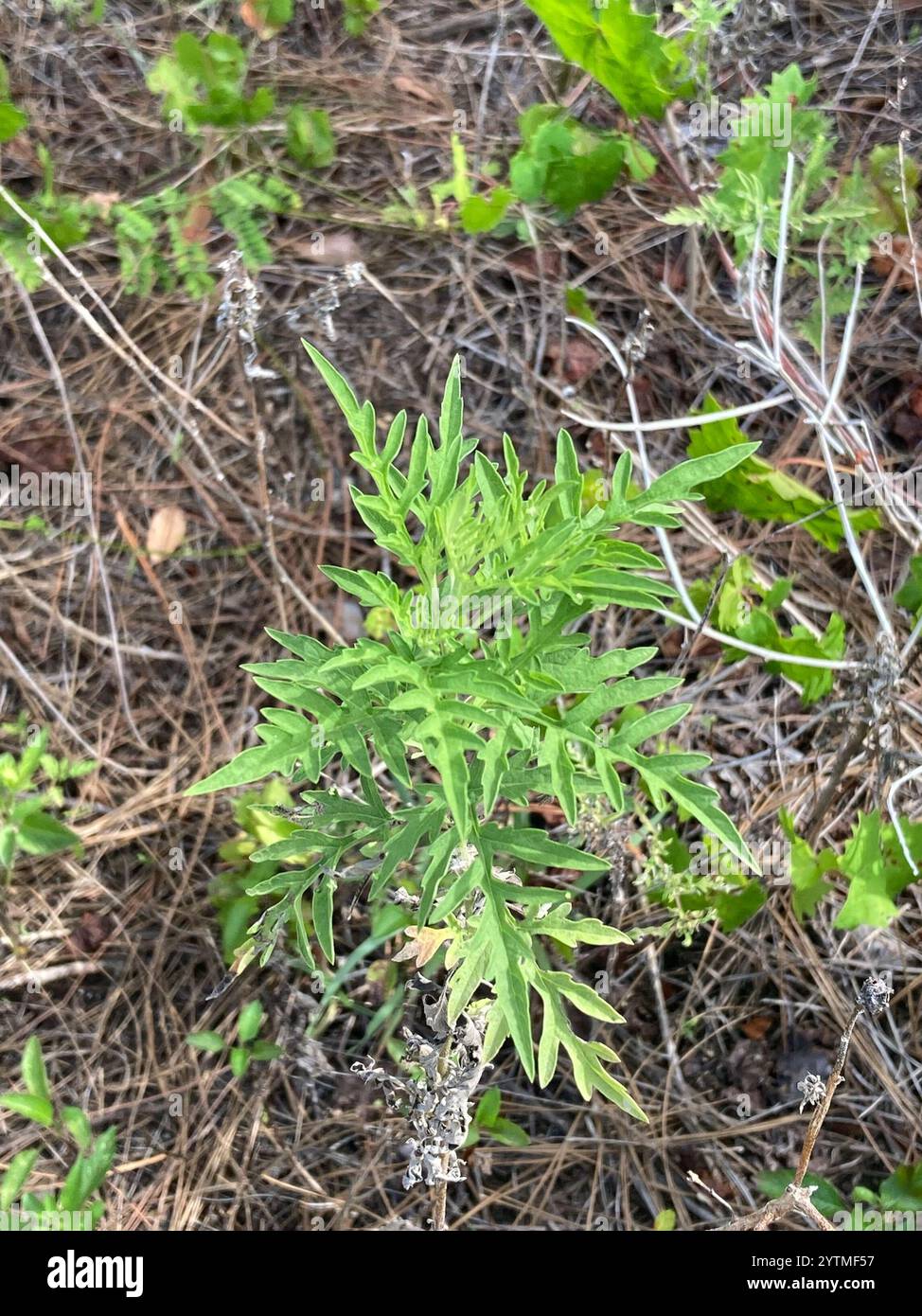 common ragweed (Ambrosia artemisiifolia Stock Photo - Alamy