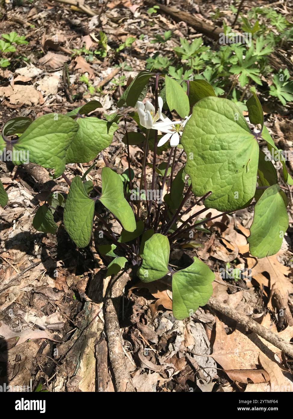 twinleaf (Jeffersonia diphylla Stock Photo - Alamy