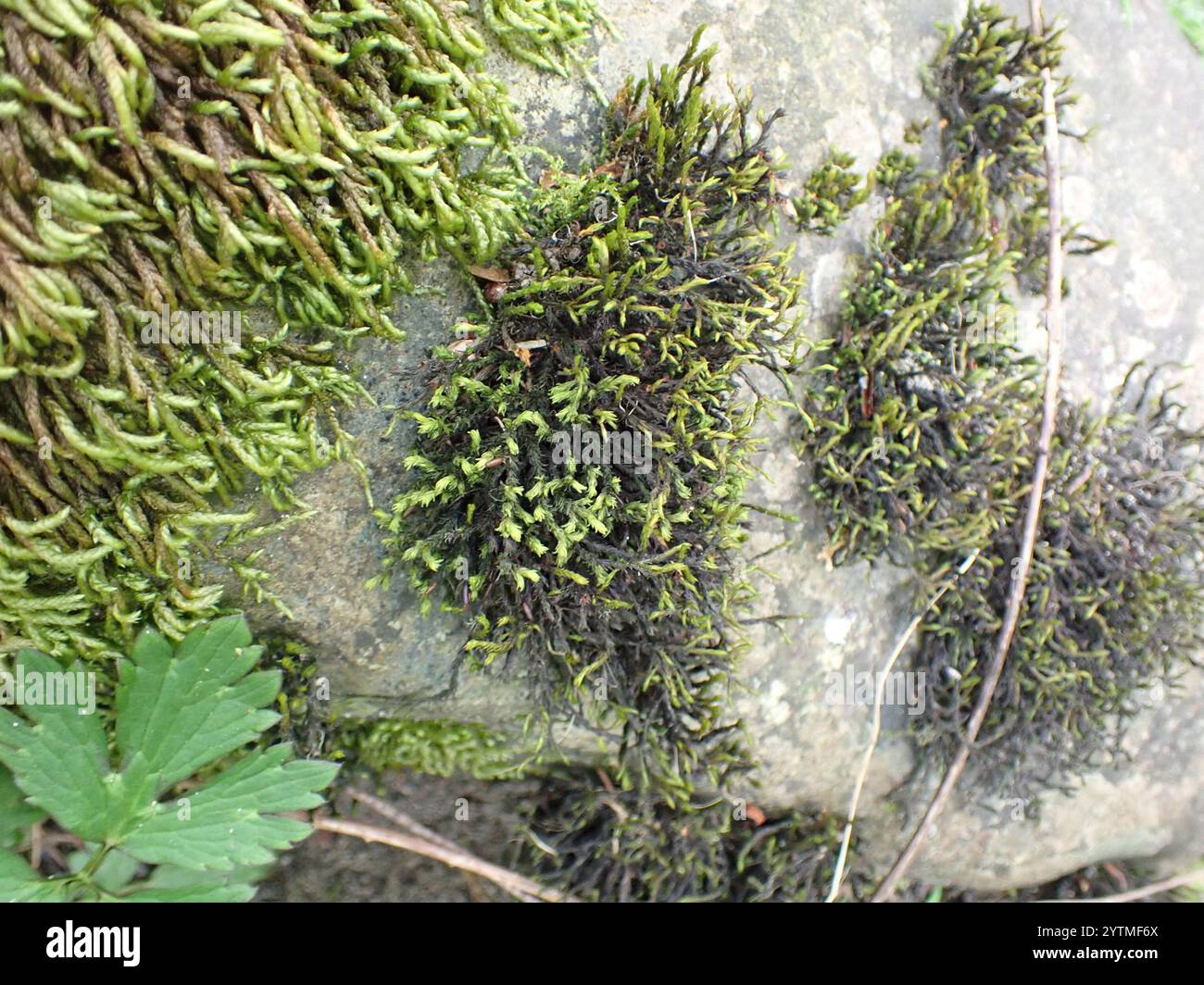 Streamside Schistidium Moss (Schistidium rivulare Stock Photo - Alamy