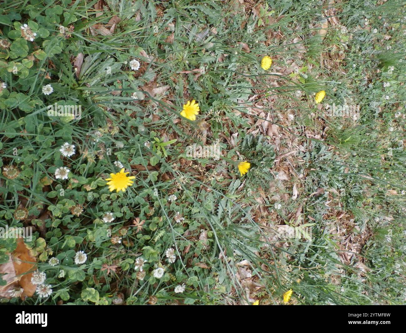 Common Cat's-ear (Hypochaeris radicata Stock Photo - Alamy