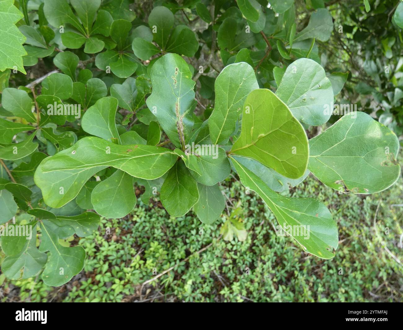 water oak (Quercus nigra Stock Photo - Alamy