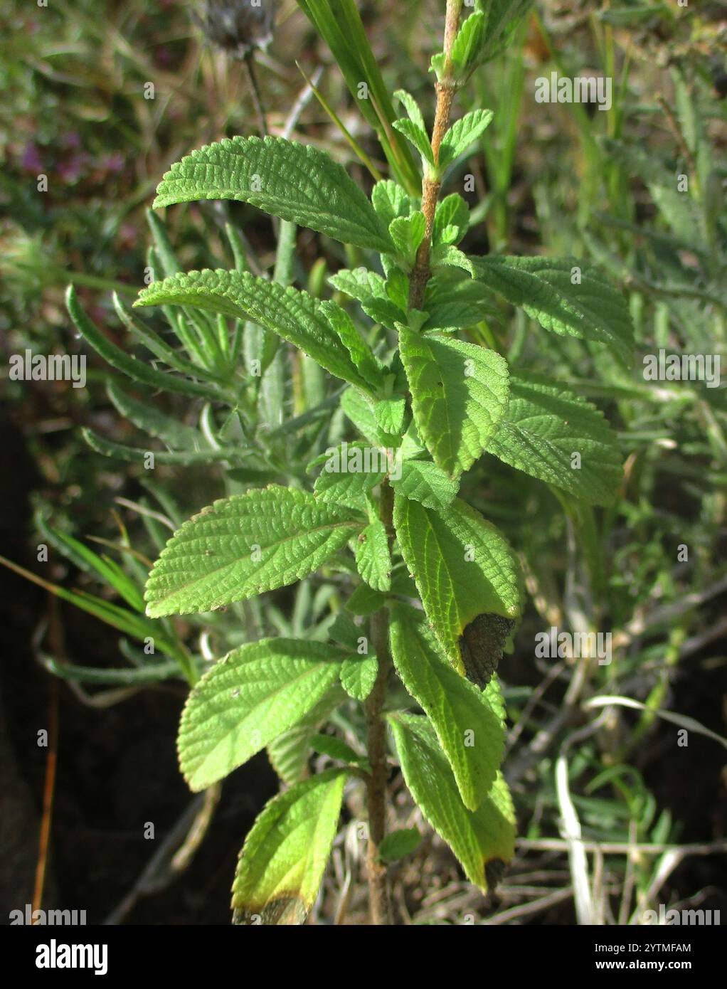 mint family (Lamiaceae Stock Photo - Alamy