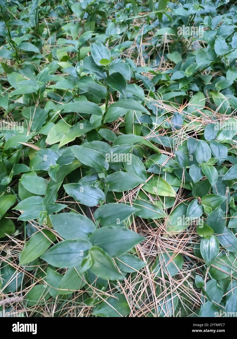 small-leaf spiderwort (Tradescantia fluminensis Stock Photo - Alamy