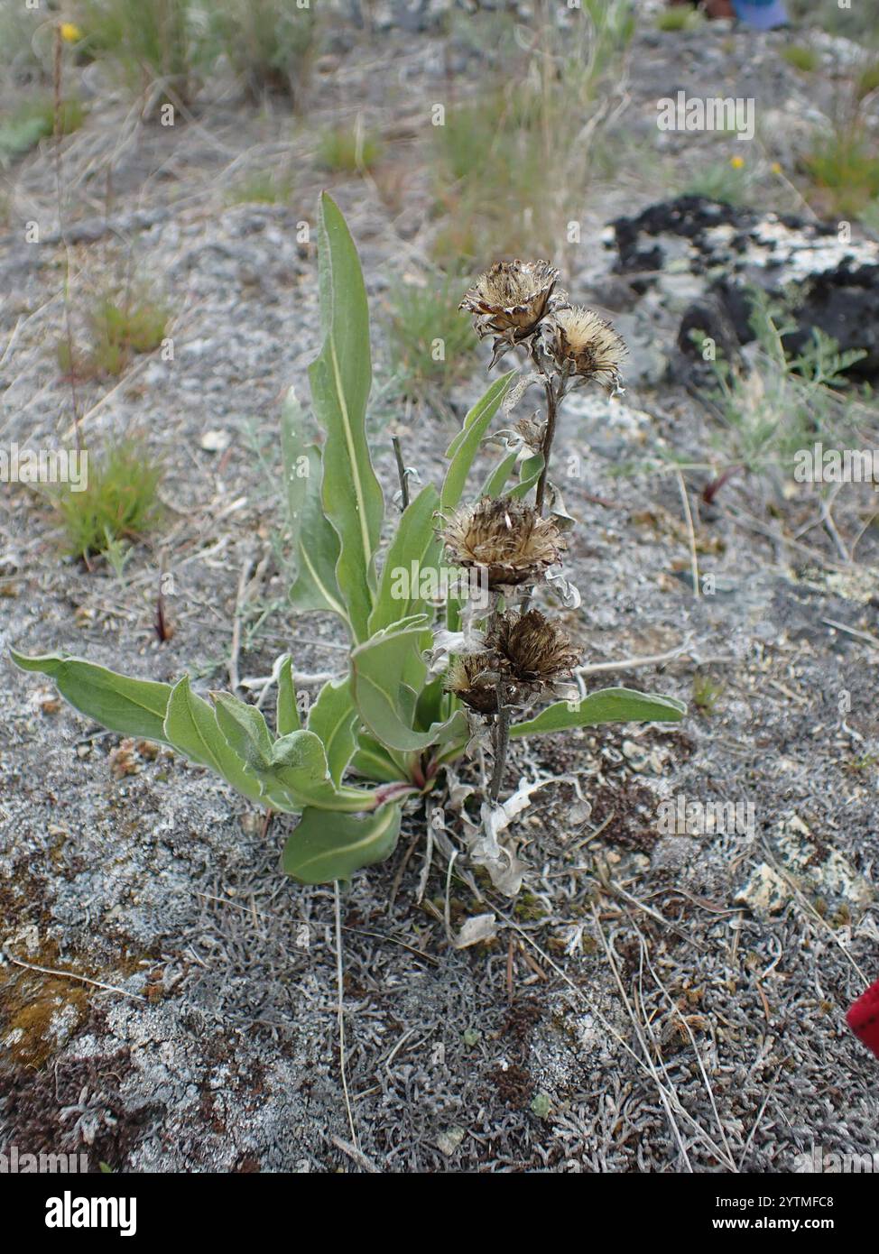 Large-flower Goldenweed (Pyrrocoma carthamoides Stock Photo - Alamy