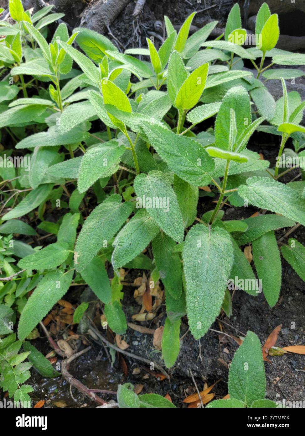 short-spiked hedge nettle (Stachys pycnantha Stock Photo - Alamy