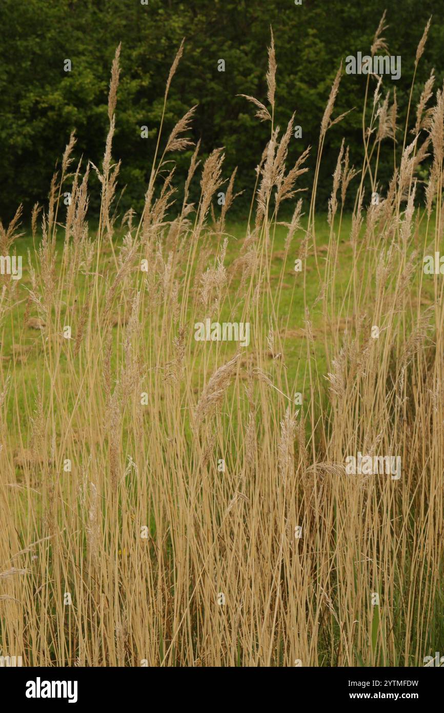 European reed (Phragmites australis australis Stock Photo - Alamy