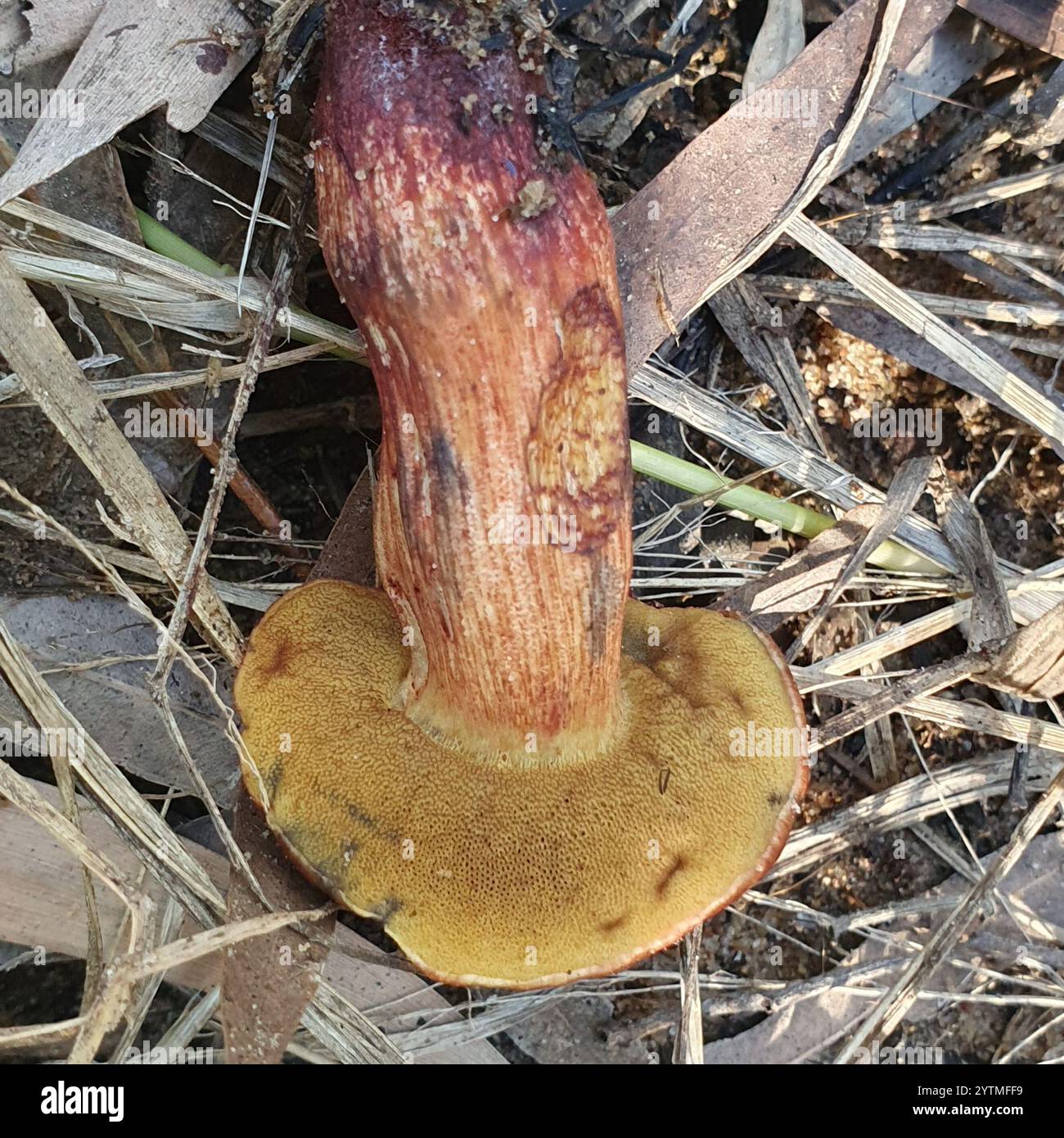rhubarb bolete (Boletellus obscurecoccineus Stock Photo - Alamy