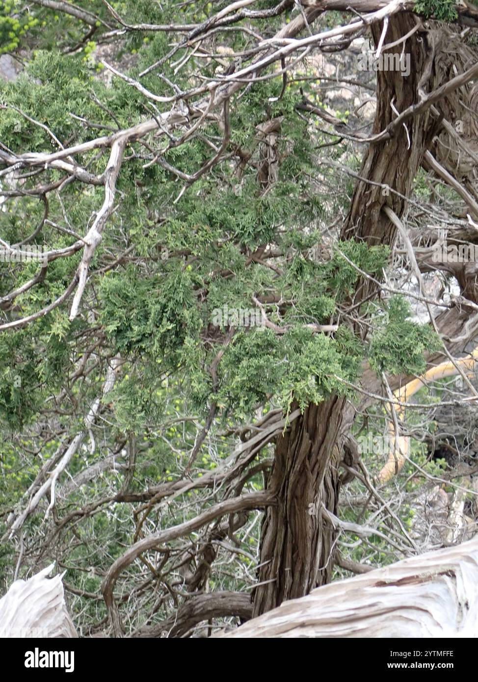Seaside Juniper (Juniperus maritima Stock Photo - Alamy