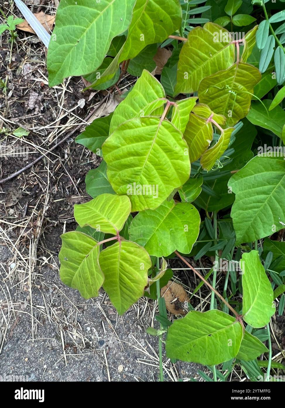 eastern poison ivy (Toxicodendron radicans Stock Photo - Alamy