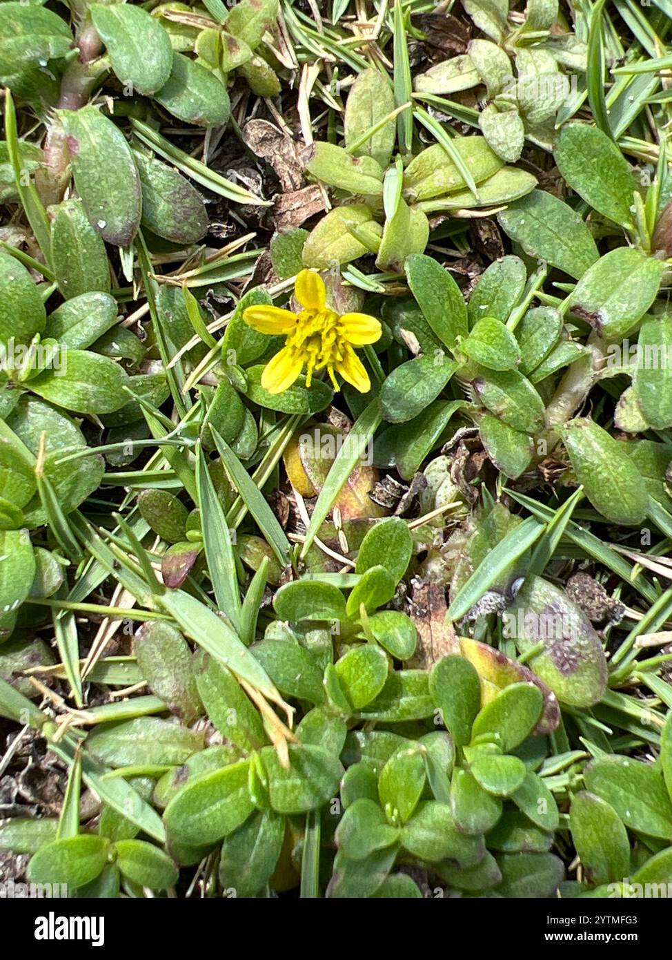 Yerba de San Juan (Pectis humifusa Stock Photo - Alamy