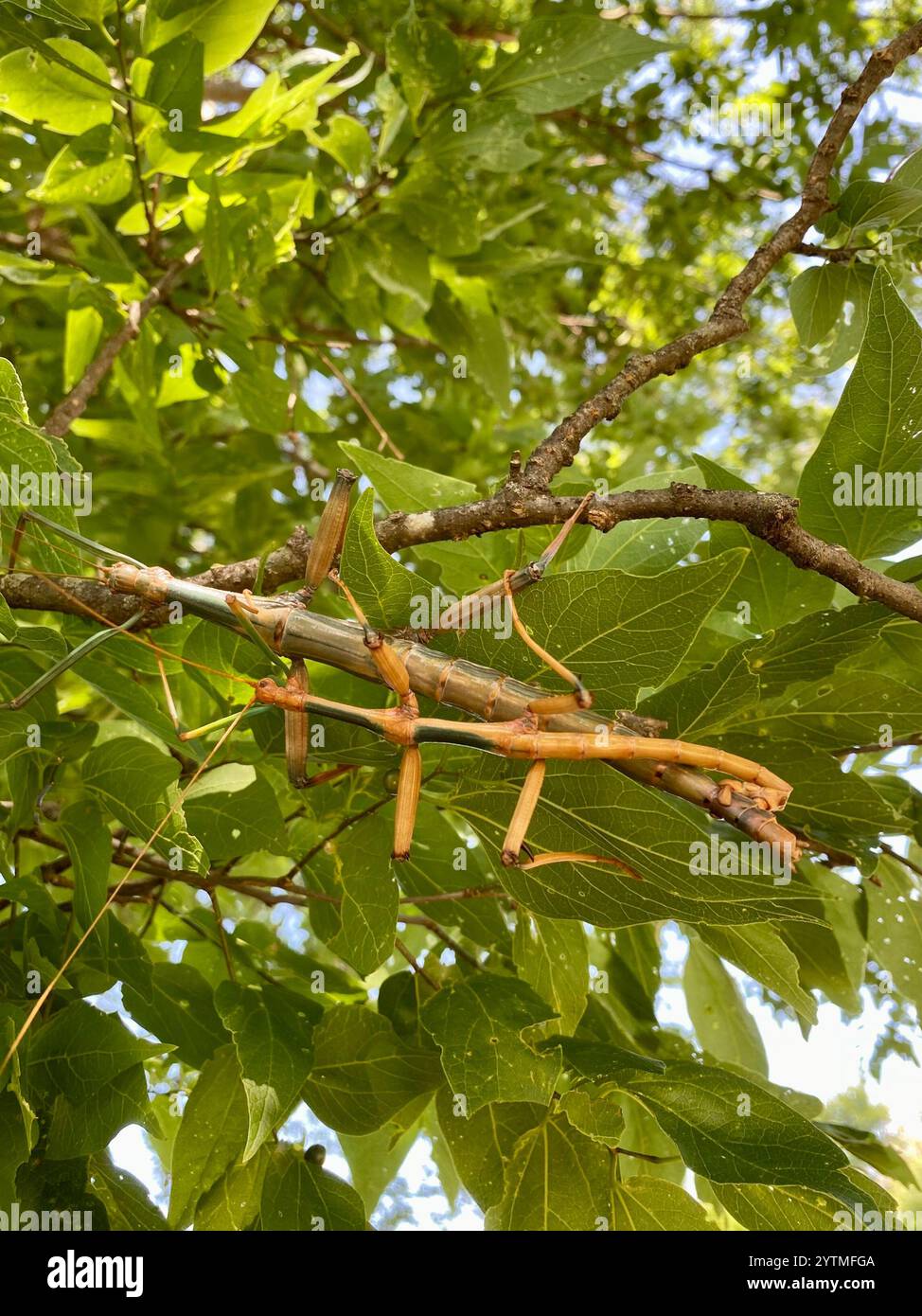 Giant Walkingstick (Megaphasma denticrus Stock Photo - Alamy