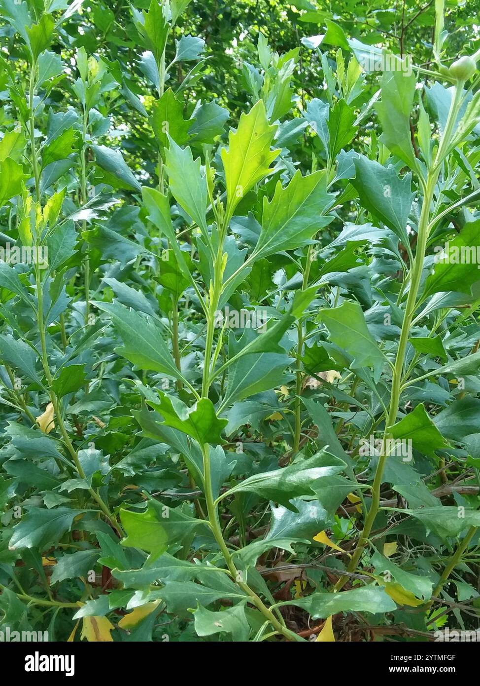 groundsel tree (Baccharis halimifolia Stock Photo - Alamy