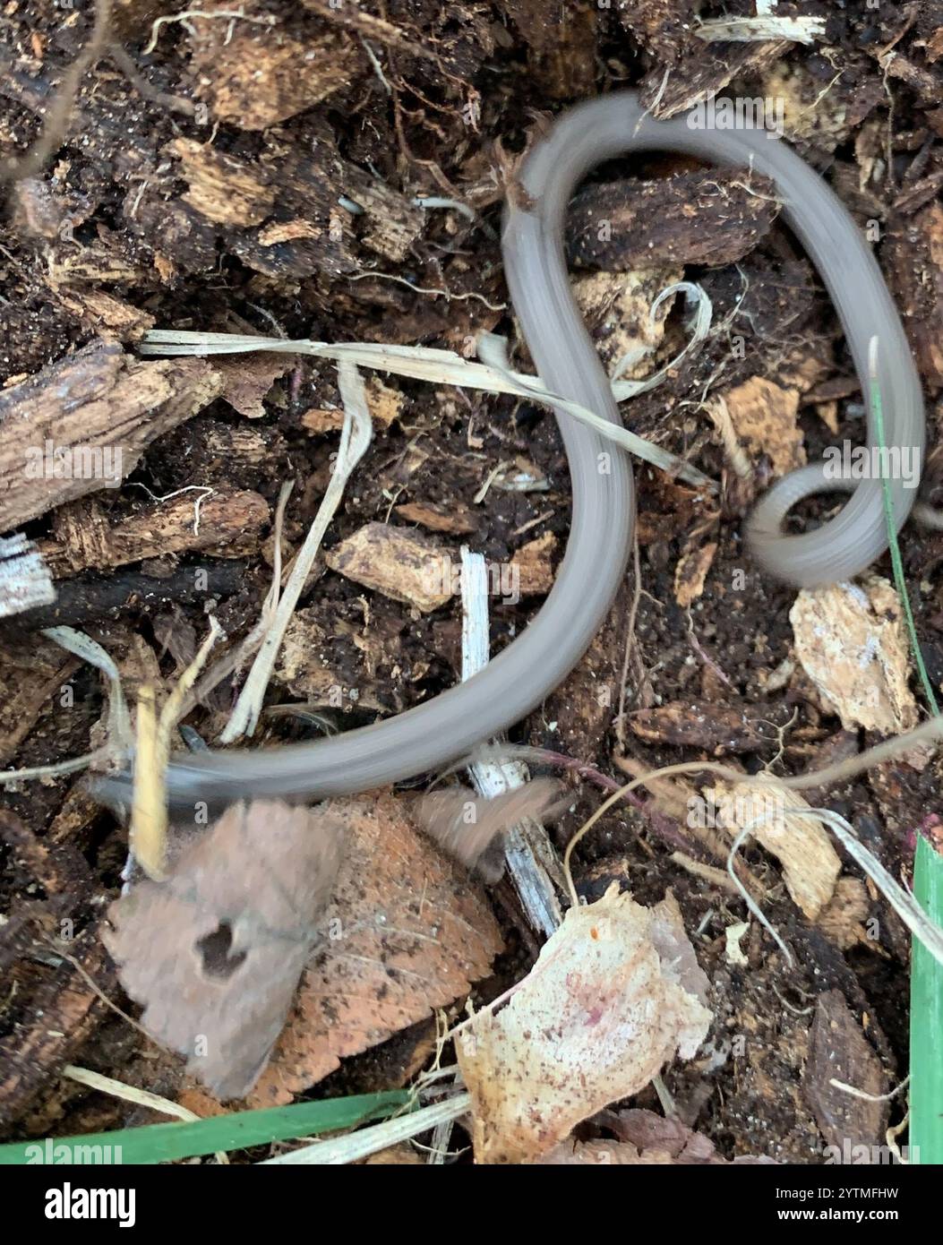 Rough Earthsnake (Virginia striatula Stock Photo - Alamy
