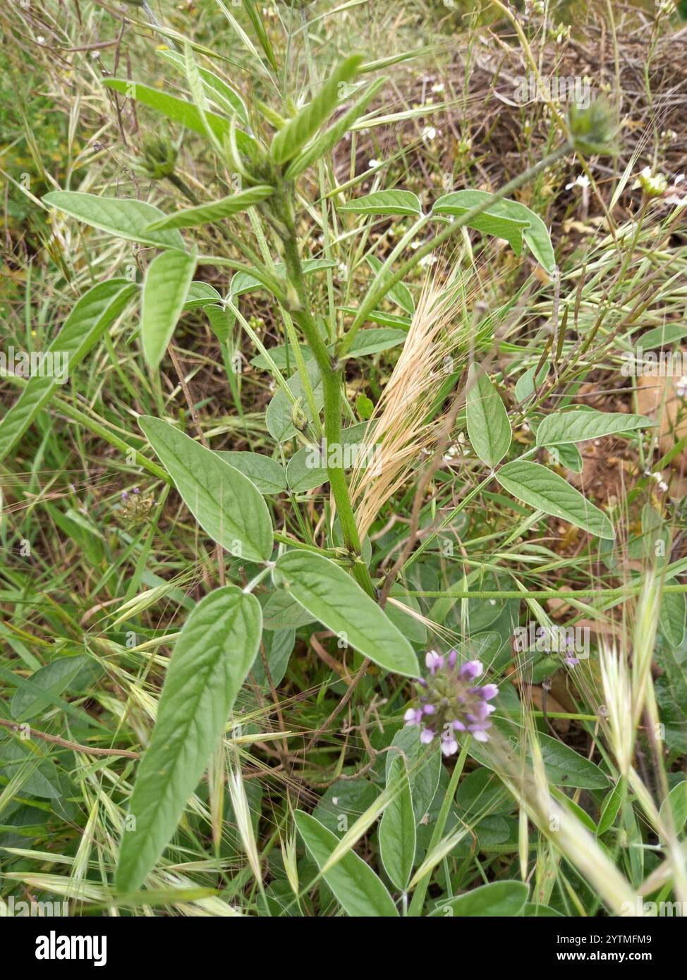 arabian pea (Bituminaria bituminosa Stock Photo - Alamy