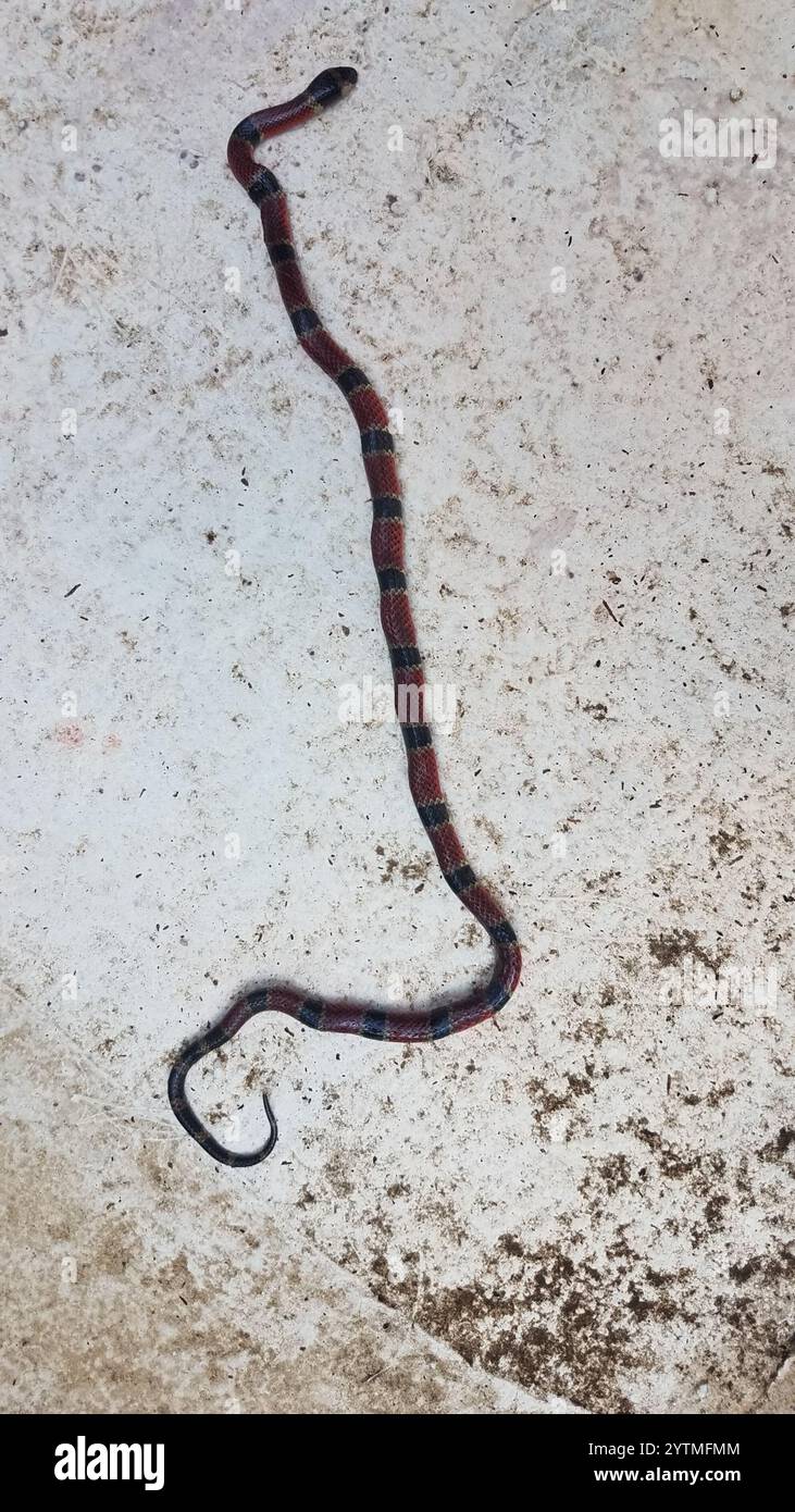 Central American Coralsnake (Micrurus nigrocinctus Stock Photo - Alamy