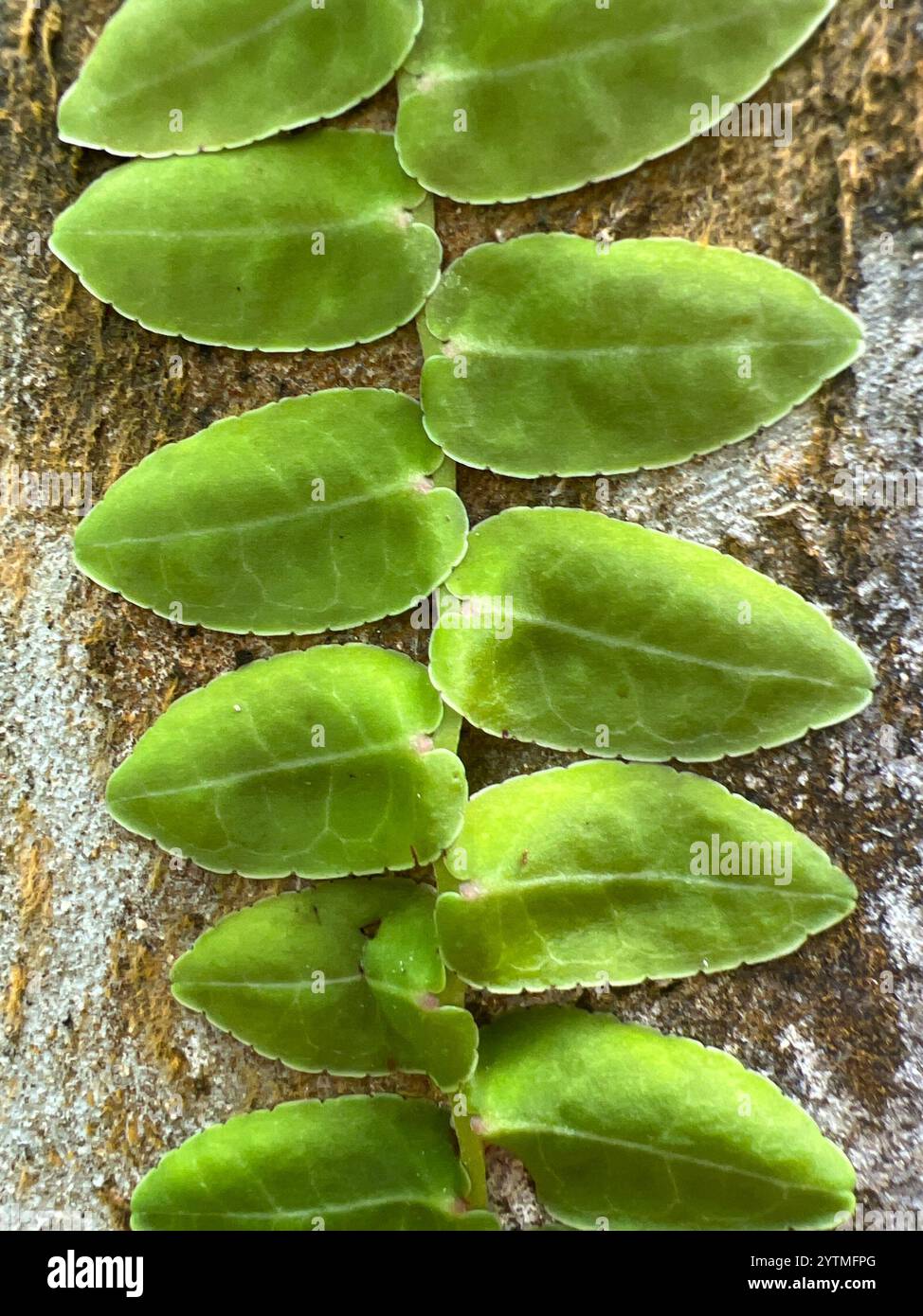 Shingle Vine (Marcgravia rectiflora Stock Photo - Alamy