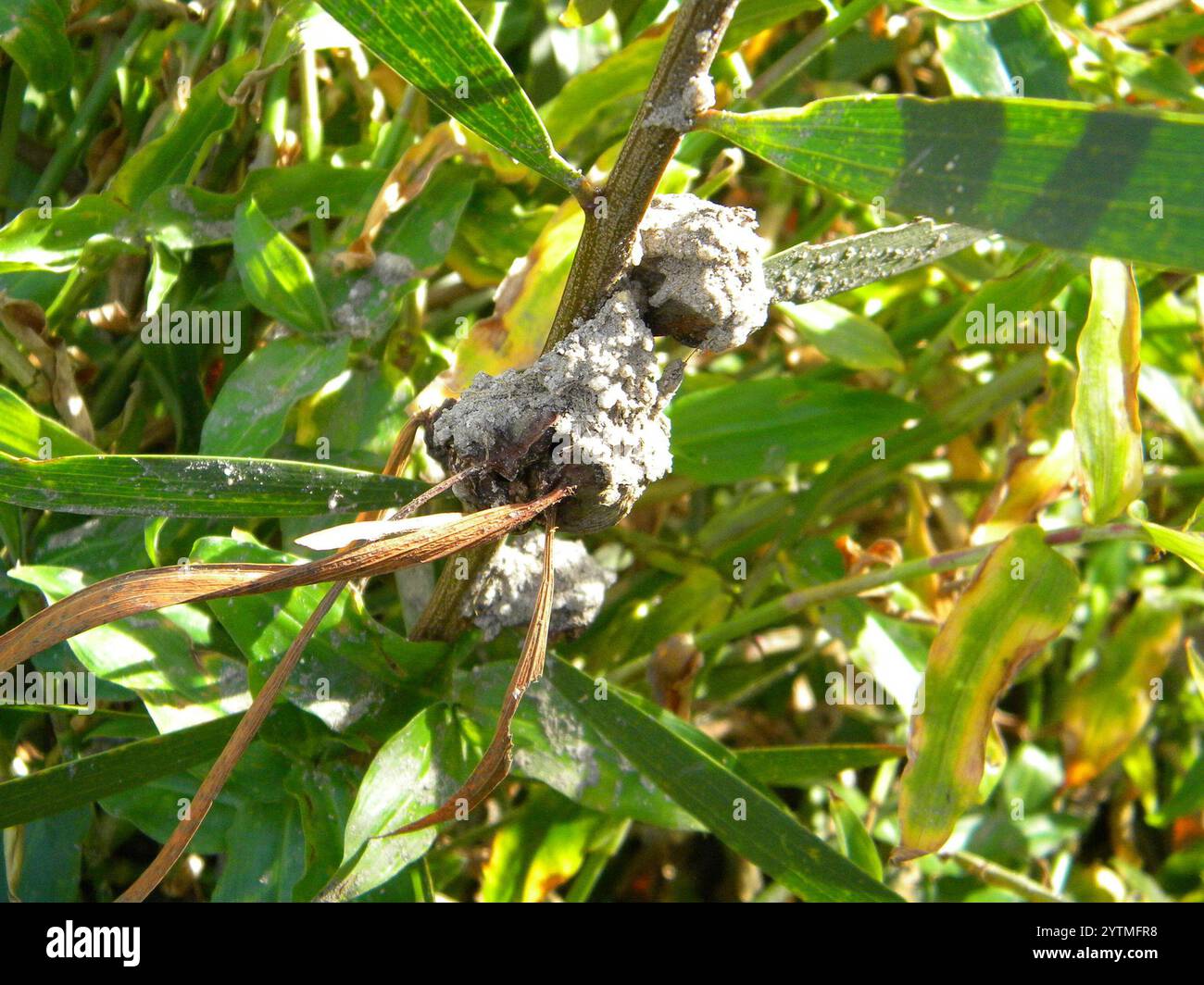Longleaf Wattle Gall Wasp (Trichilogaster acaciaelongifoliae Stock ...