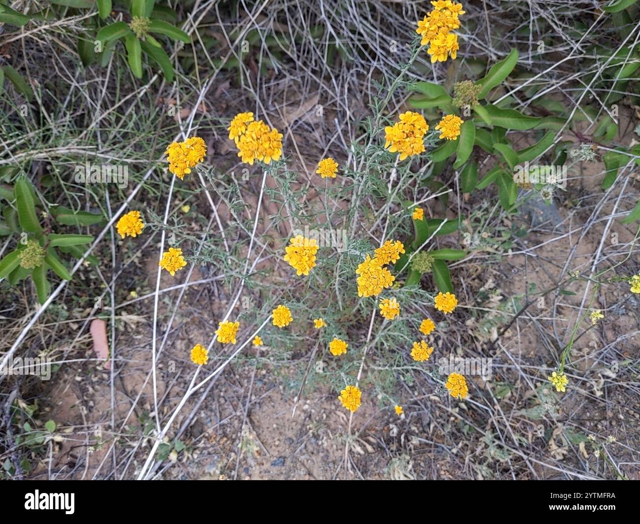 Golden Yarrow (Eriophyllum confertiflorum Stock Photo - Alamy