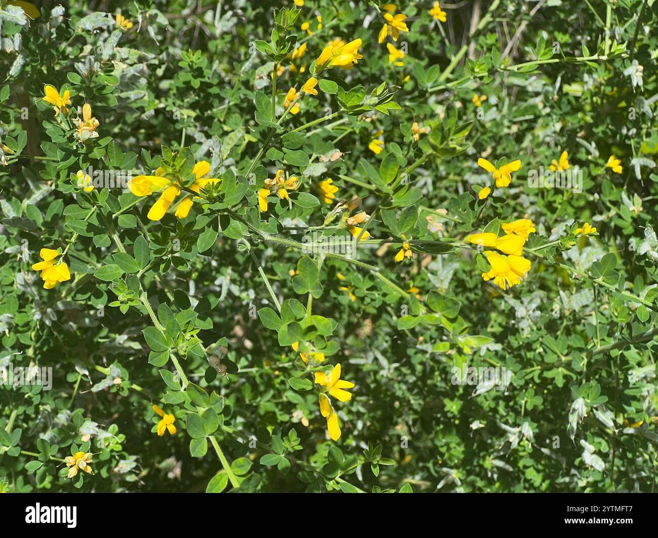 French broom (Genista monspessulana Stock Photo - Alamy