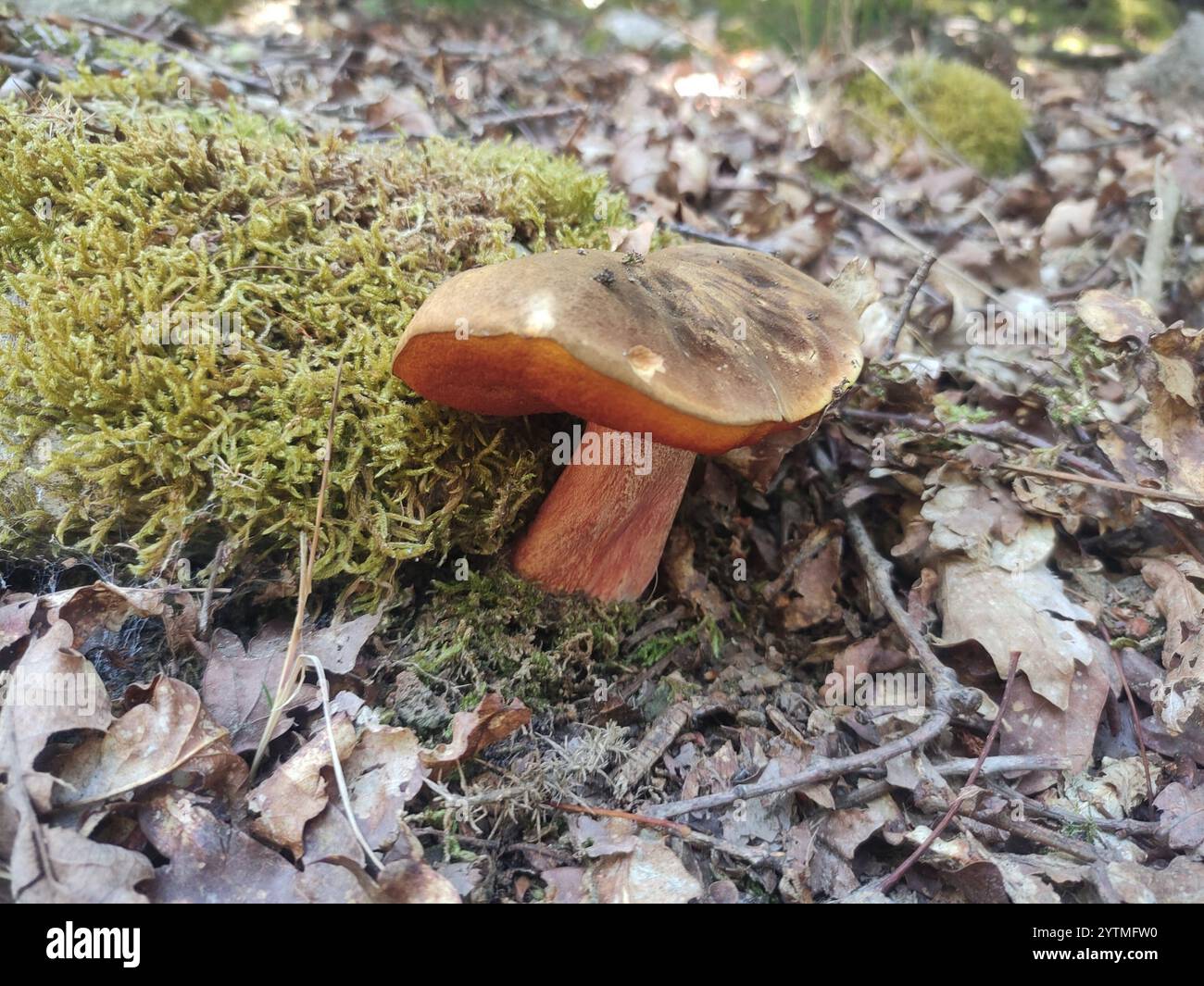 Dotted Stem Bolete (Neoboletus erythropus Stock Photo - Alamy
