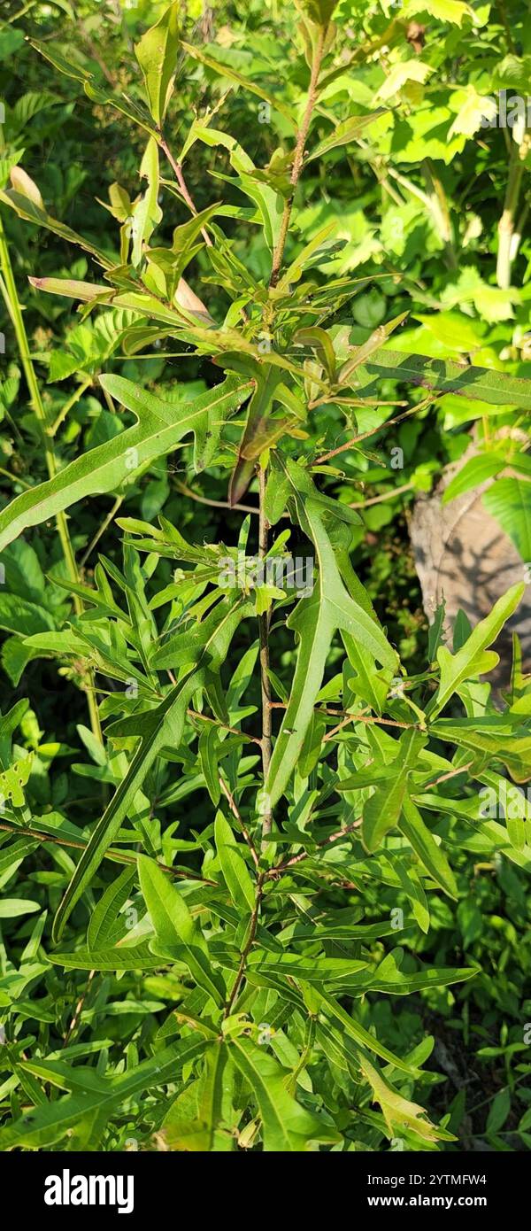 water oak (Quercus nigra Stock Photo - Alamy