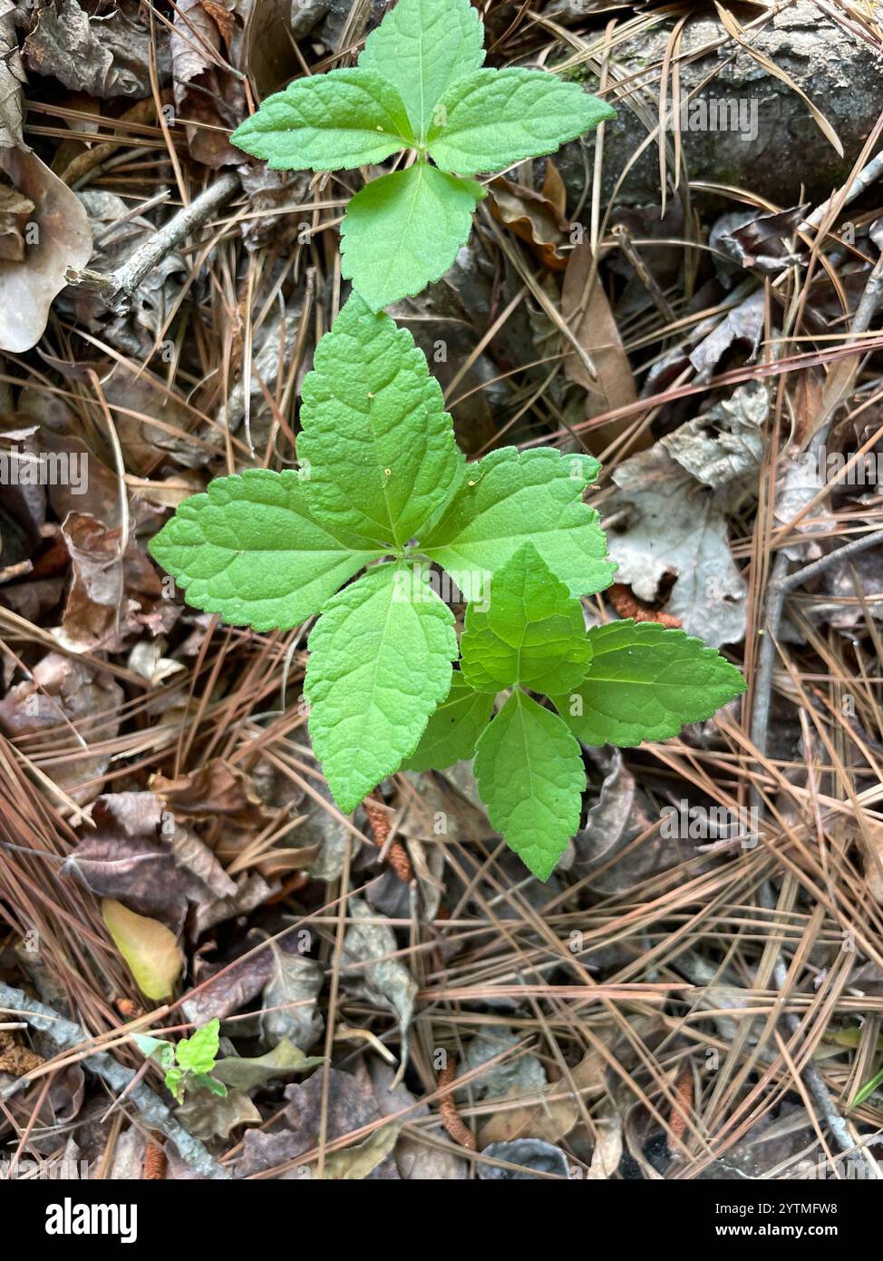 smaller white snakeroot (Ageratina aromatica Stock Photo - Alamy