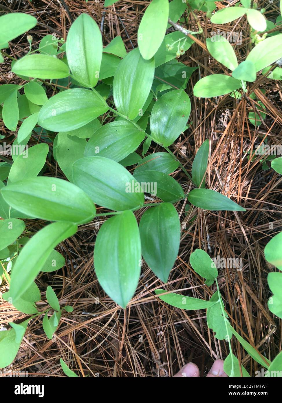 Appalachian bellwort (Uvularia puberula Stock Photo - Alamy