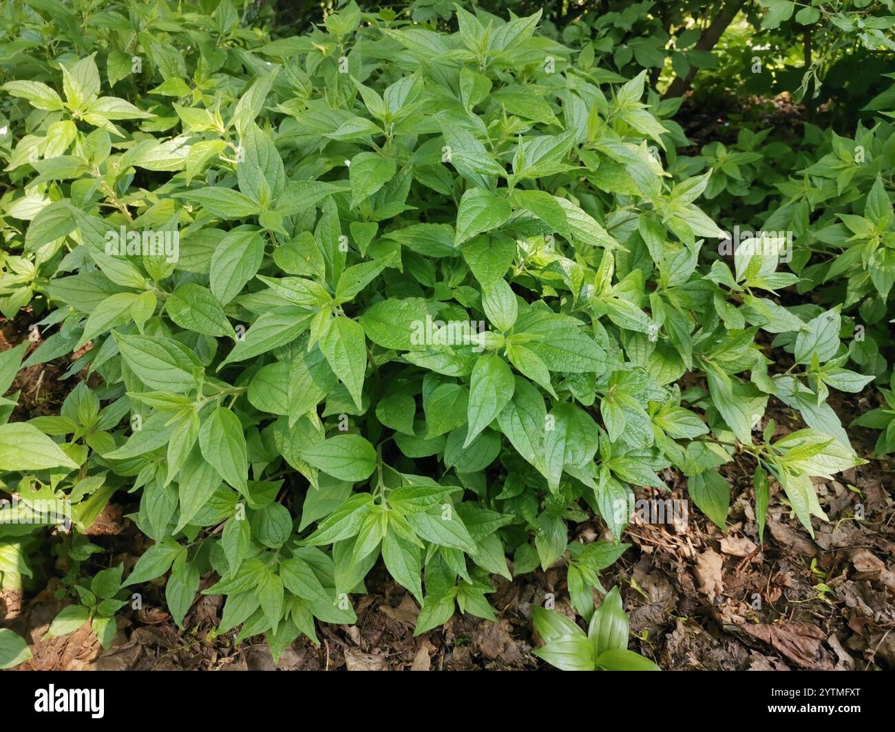 Asperugo procumbens hi-res stock photography and images - Alamy