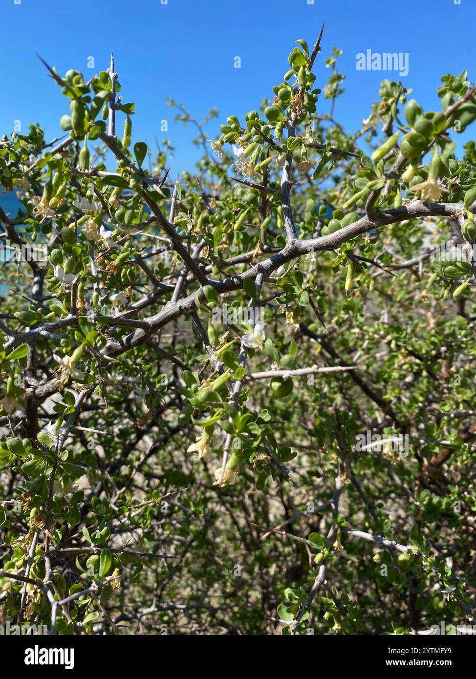African boxthorn (Lycium ferocissimum Stock Photo - Alamy