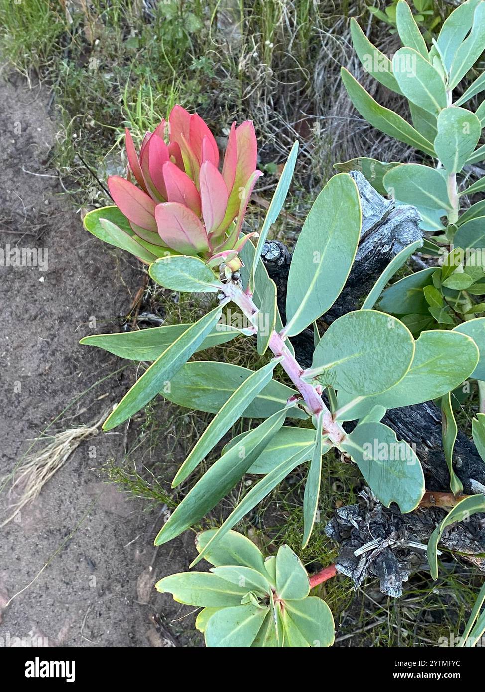 Wagon Tree (Protea nitida Stock Photo - Alamy