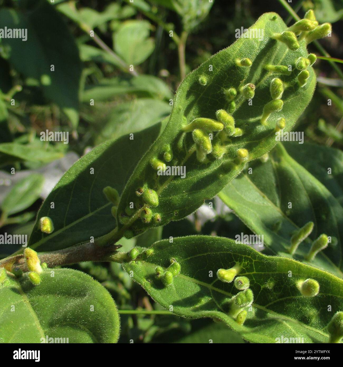 Mispel Leaf Gall Mite (Acalitus mallyi Stock Photo - Alamy