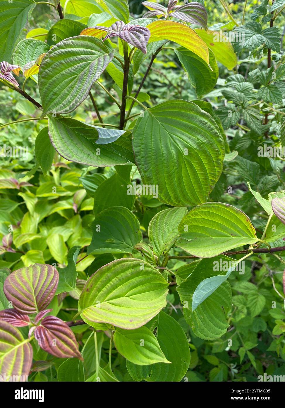 Round-leaved Dogwood (Cornus rugosa Stock Photo - Alamy