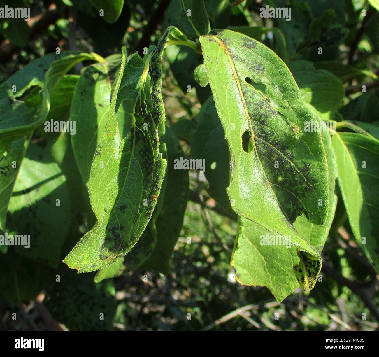 wild-medlar (Vangueria infausta Stock Photo - Alamy
