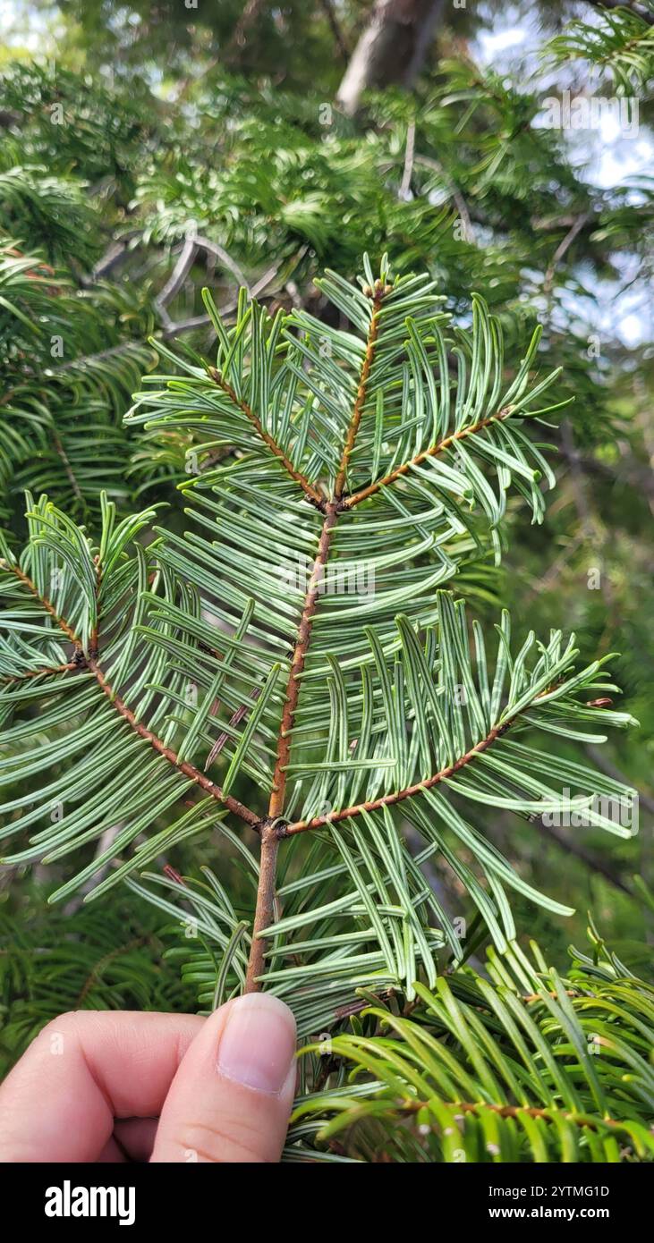grand fir (Abies grandis Stock Photo - Alamy