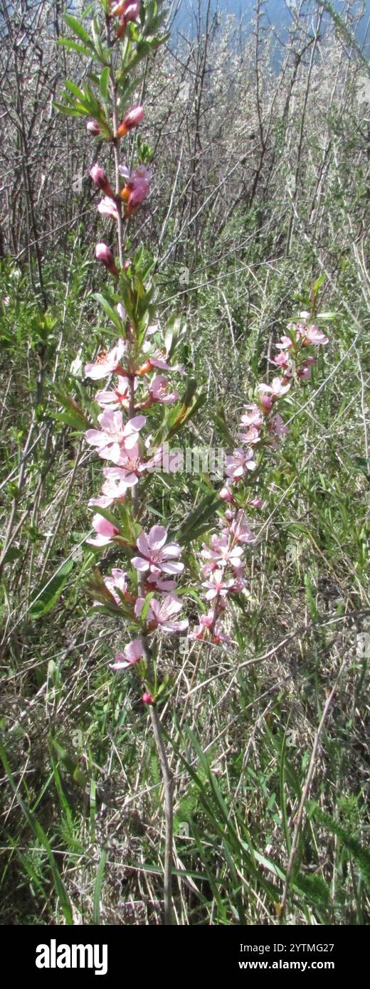 Dwarf Russian Almond (Prunus tenella Stock Photo - Alamy