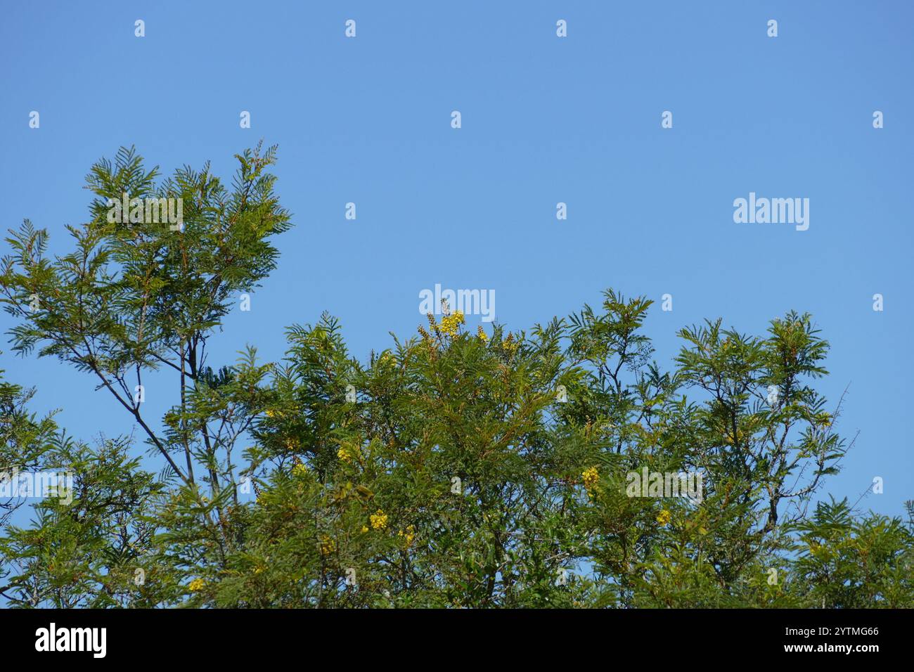 Weeping wattle (Peltophorum africanum Stock Photo - Alamy