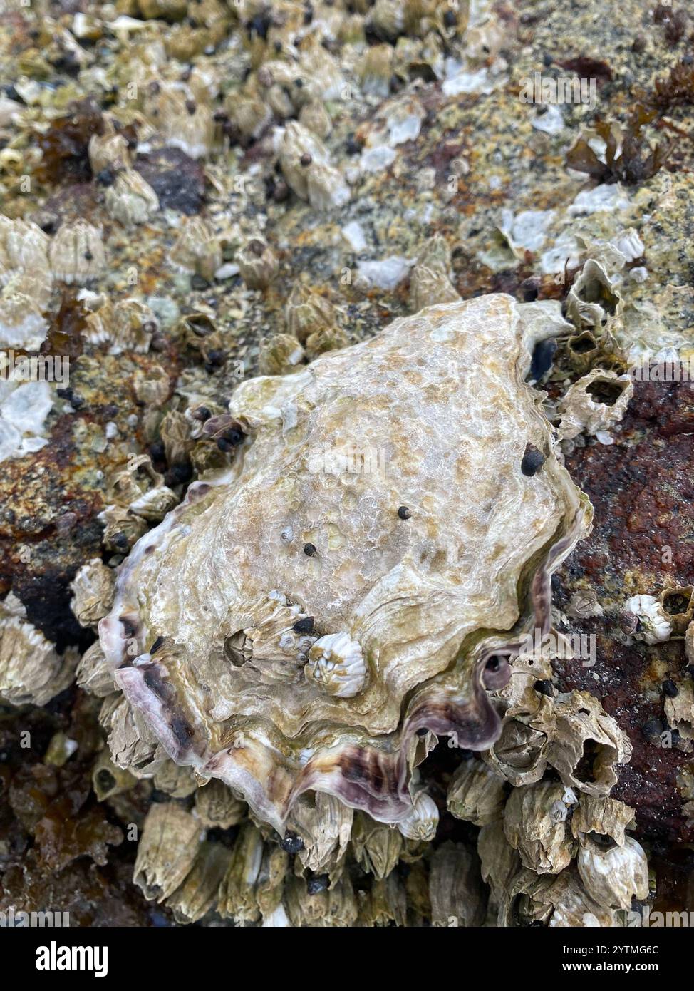 Pacific Oyster (Magallana gigas Stock Photo - Alamy