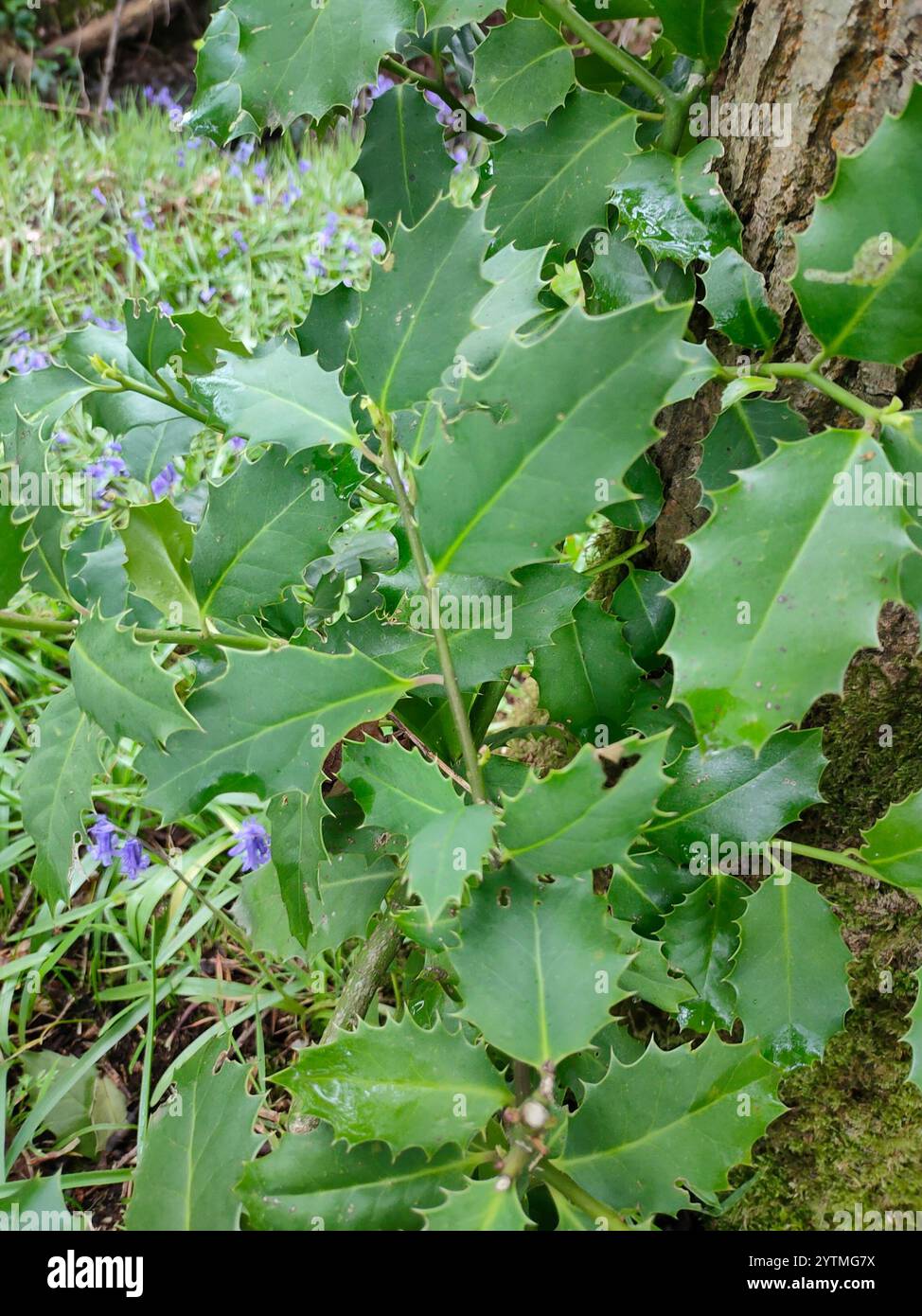 European holly (Ilex aquifolium Stock Photo - Alamy