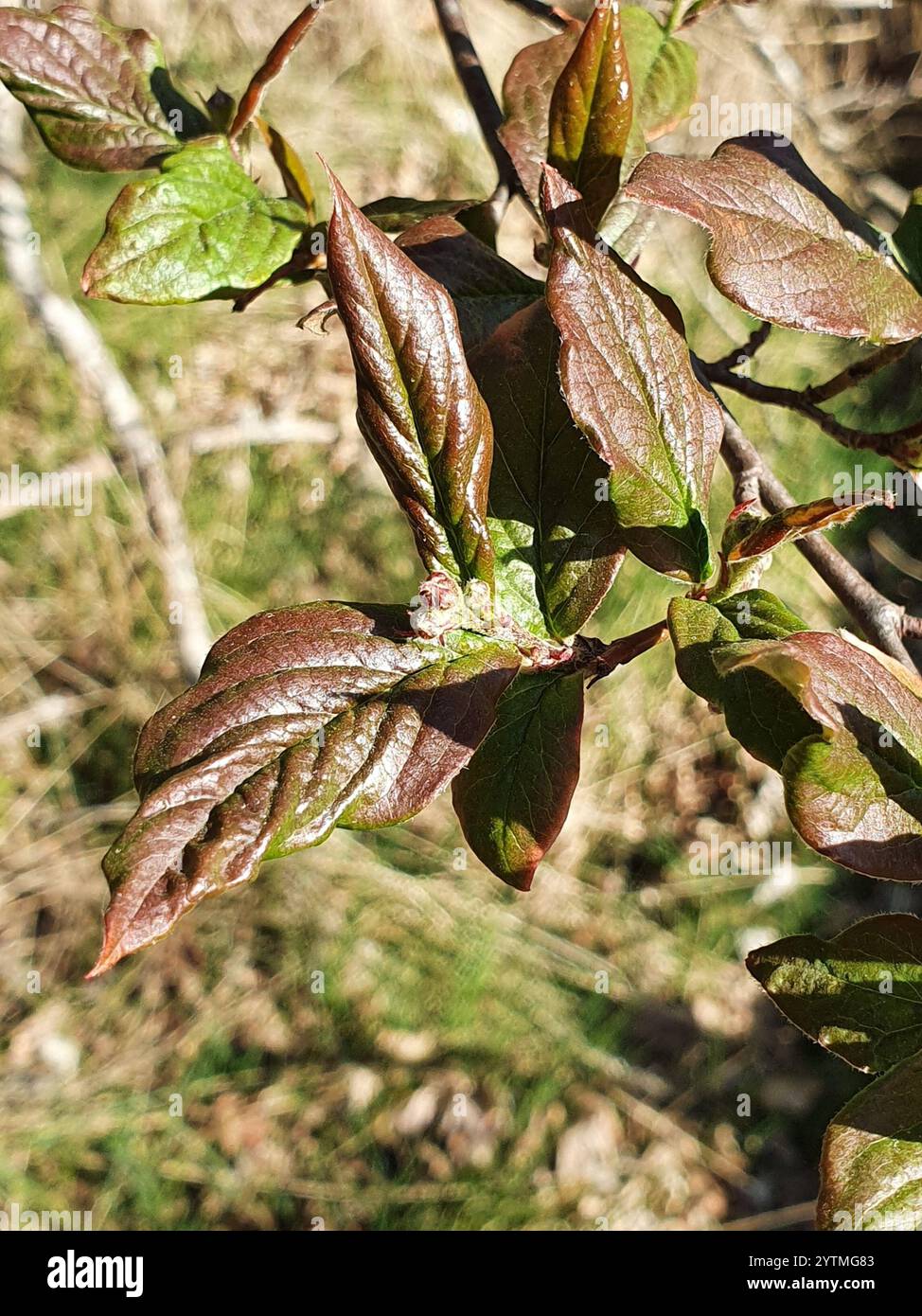 Dogwood family (Cornaceae Stock Photo - Alamy