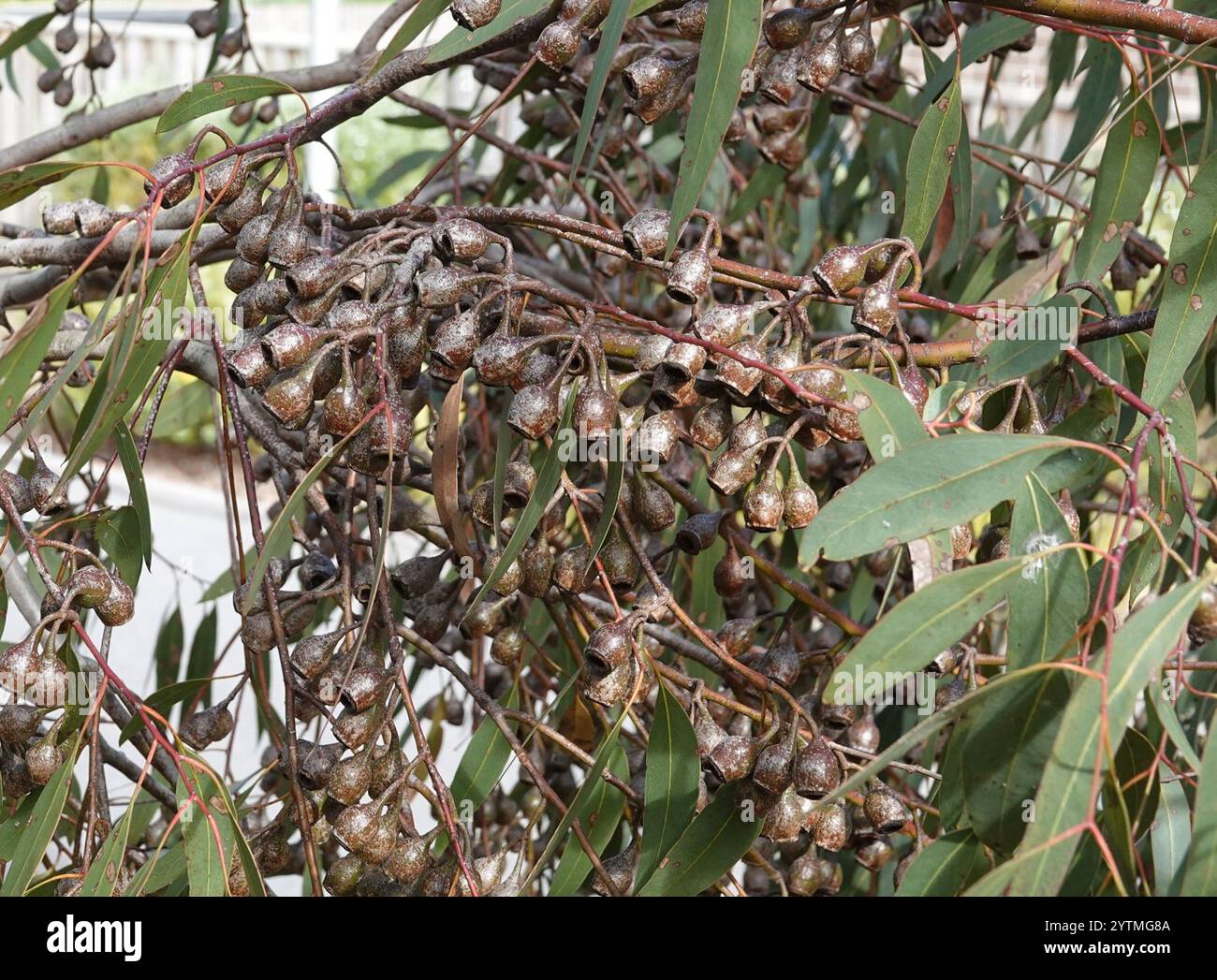 Yellow gum (Eucalyptus leucoxylon Stock Photo - Alamy