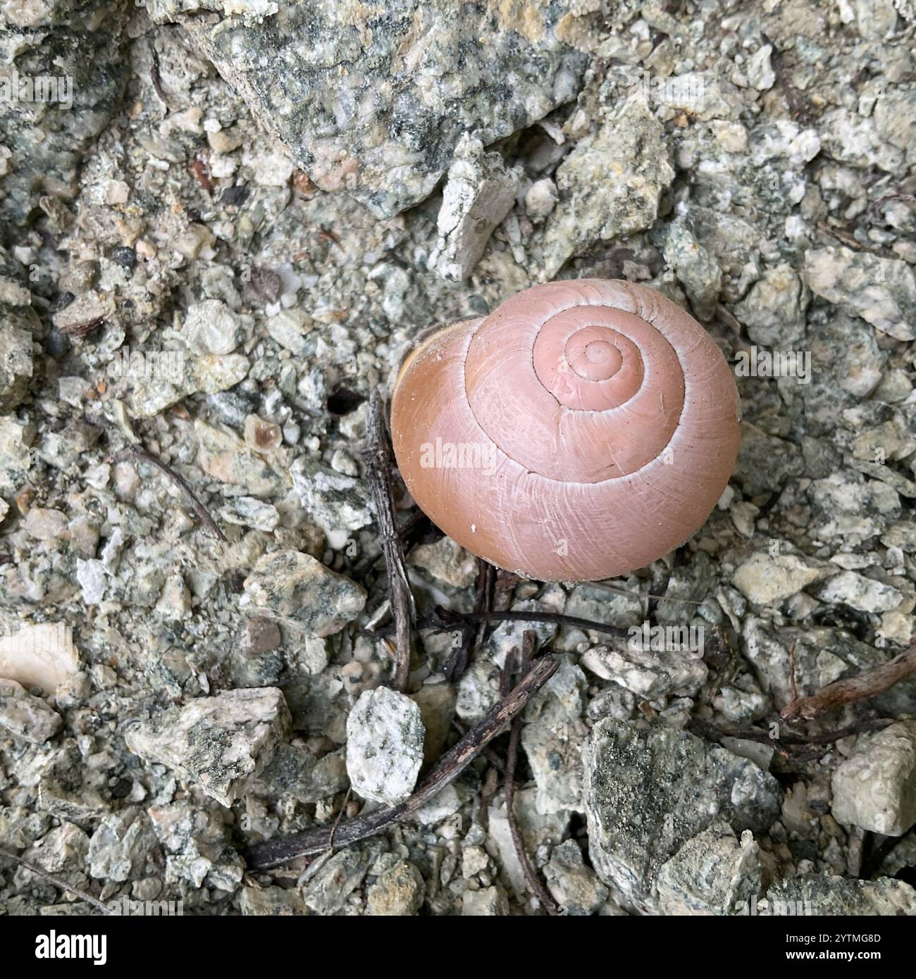 Brown-lipped Snail (Cepaea nemoralis Stock Photo - Alamy