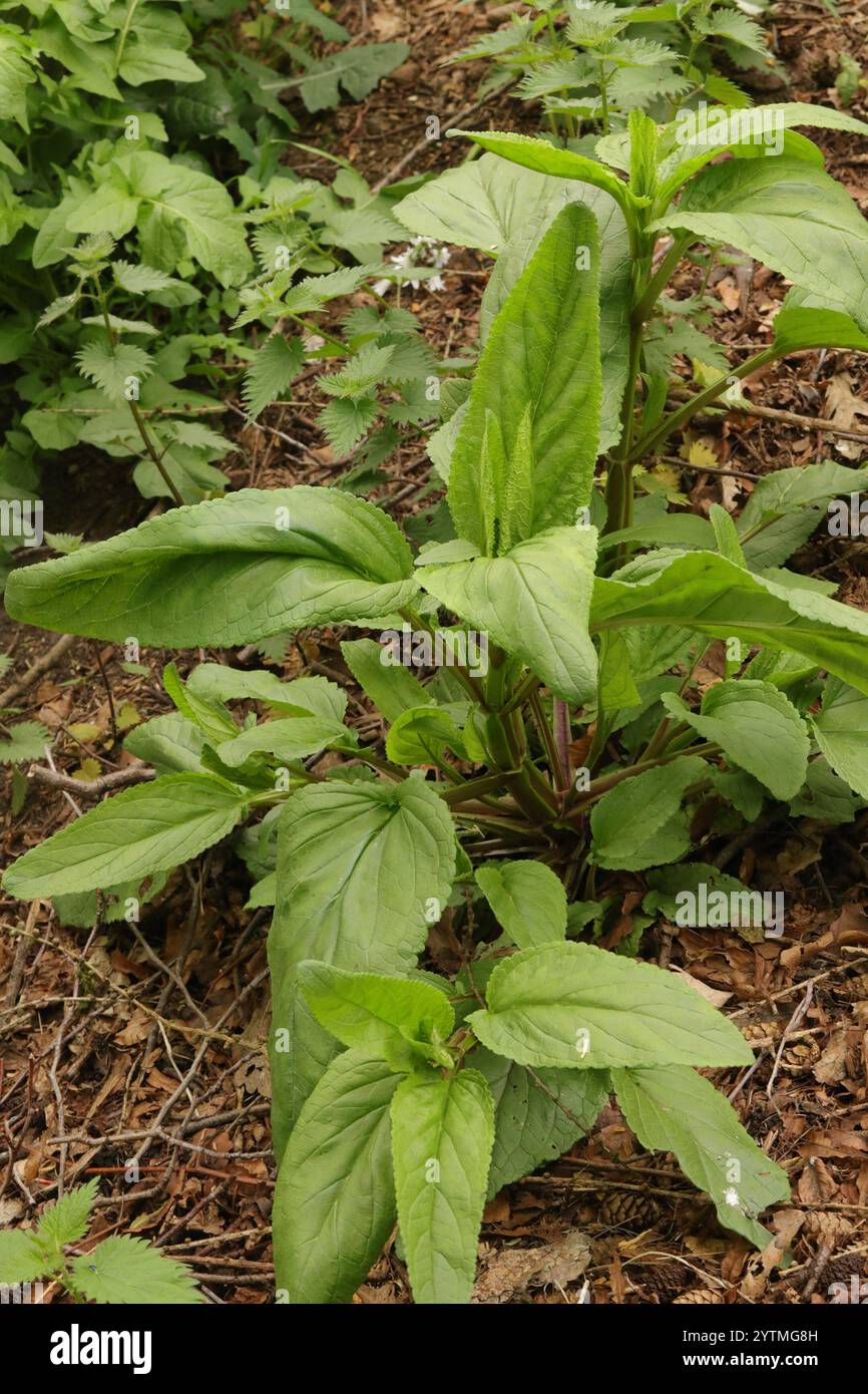 Water Figwort (Scrophularia auriculata Stock Photo - Alamy