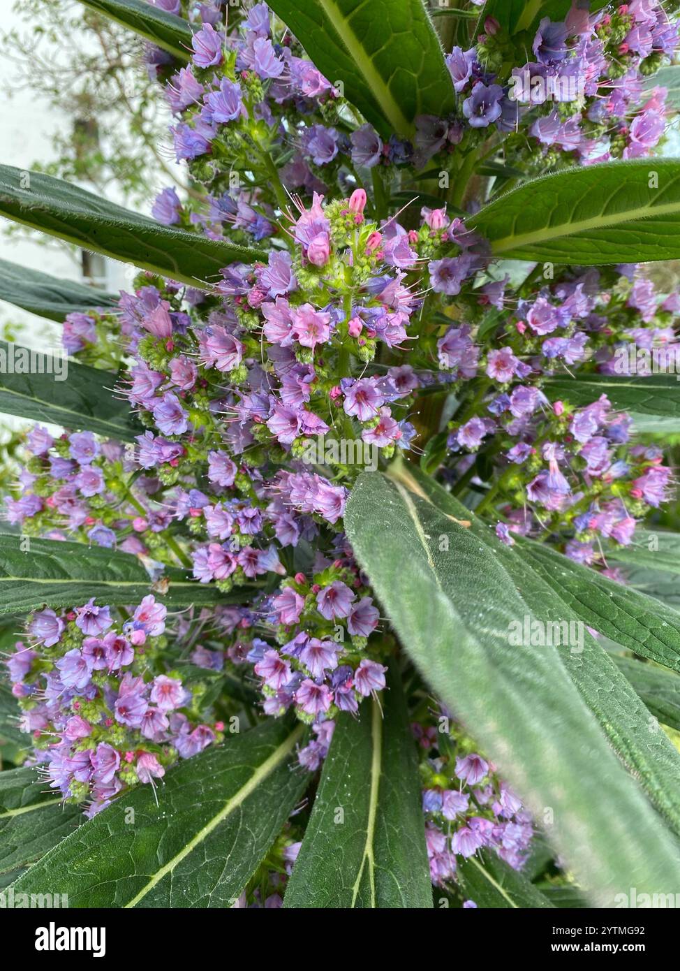 Giant Viper's-bugloss (Echium pininana Stock Photo - Alamy